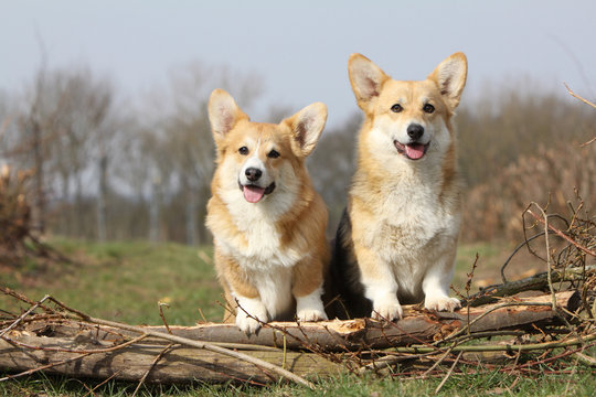 รูปภาพCorgies – เลือกดูภาพถ่ายสต็อก เวกเตอร์ และวิดีโอ75,344 | Adobe Stock
