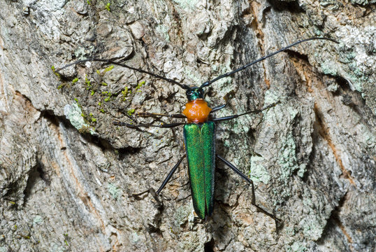 รูปภาพColeopter – เลือกดูภาพถ่ายสต็อก เวกเตอร์ และวิดีโอ209 | Adobe Stock