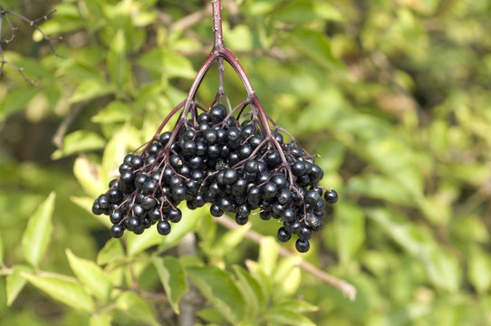 「Holunderbeere」の写真素材 | 332件の無料イラスト画像 | Adobe Stock
