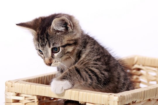 Katzenkörbchen Bilder – Durchsuchen 559 Archivfotos, Vektorgrafiken und ...