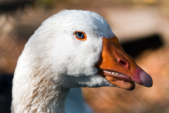 Mastgans-Bilder: Stock-Fotos & -Videos. | Adobe Stock