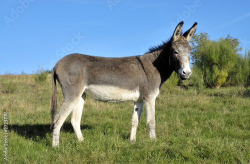 "jeune bourique" photo libre de droits sur la banque d'images Fotolia ...