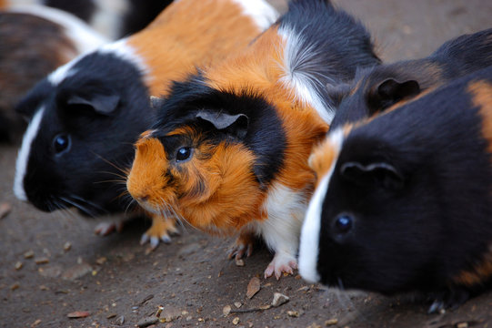 「Caviinae」の画像 - 188 件の Stock 写真、ベクターおよびビデオ | Adobe Stock