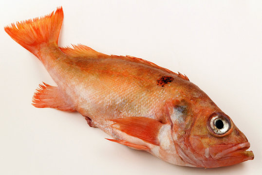 "Rascasse Rouge" Images – Browse 13 Stock Photos, Vectors, and Video ...