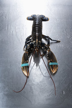 Homard Images – Browse 2,486 Stock Photos, Vectors, and Video | Adobe Stock