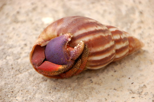 "Bernard L'hermite" Images – Browse 107 Stock Photos, Vectors, and ...