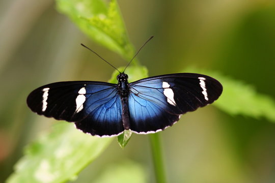 Imágenes de Papillon: descubre bancos de fotos, ilustraciones, vectores ...