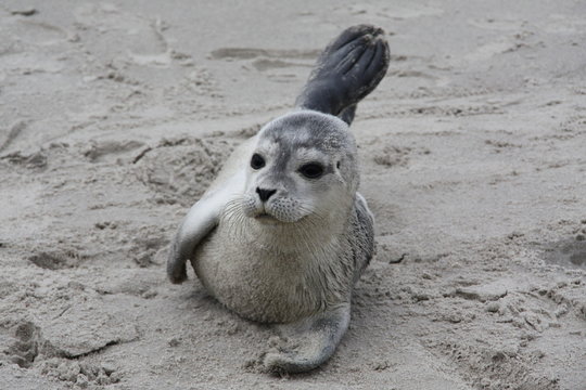 540 BÄSTA BILDERNA, STOCKFOTONA OCH VEKTORBILDERNA MED BESKRIVNINGEN ...