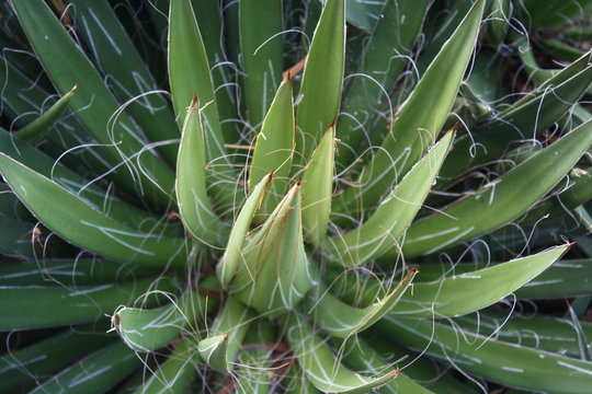 รูปภาพAgavoideae – เลือกดูภาพถ่ายสต็อก เวกเตอร์ และวิดีโอ2,784 | Adobe ...