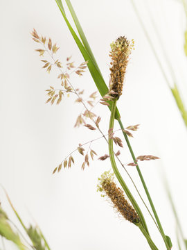 Graspollen Bilder – Durchsuchen 5,326 Archivfotos, Vektorgrafiken und ...