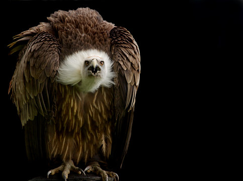 Pleitegeier-Bilder: Stock-Fotos & -Videos. | Adobe Stock