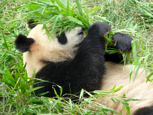 "panda qui mange" photo libre de droits sur la banque d'images Fotolia ...