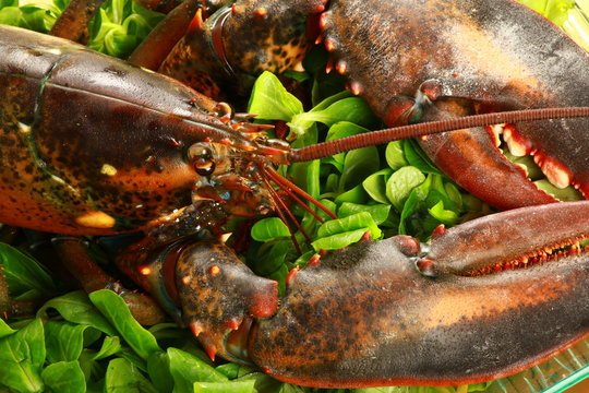 Homard Images – Browse 2,486 Stock Photos, Vectors, and Video | Adobe Stock