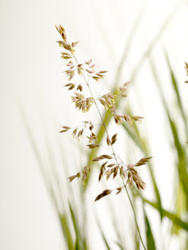 Graspollen Bilder – Durchsuchen 5,326 Archivfotos, Vektorgrafiken und ...