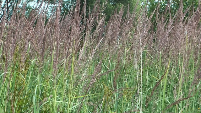 รูปภาพTimothy – เลือกดูภาพถ่ายสต็อก เวกเตอร์ และวิดีโอ1,263 | Adobe Stock