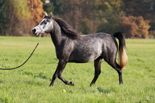 Cloping Bilder – Durchsuchen 4,304 Archivfotos, Vektorgrafiken und ...