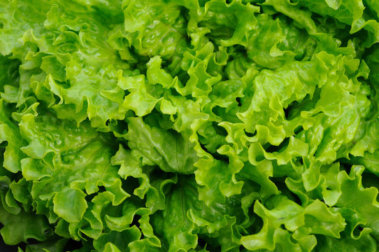 Scarole Images – Browse 863 Stock Photos, Vectors, and Video | Adobe Stock