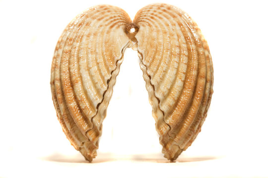 รูปภาพCockle – เลือกดูภาพถ่ายสต็อก เวกเตอร์ และวิดีโอ45,150 | Adobe Stock