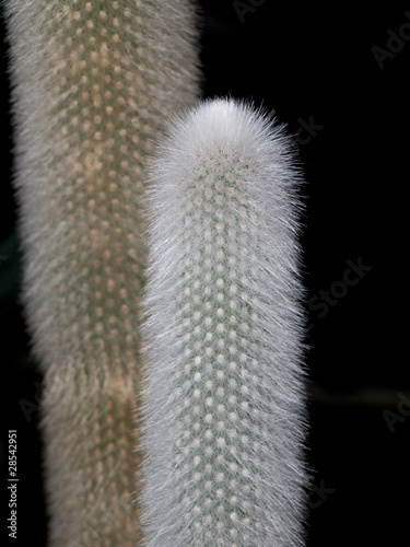 "Cactus blanco" Fotos de archivo e imágenes libres de derechos en ...