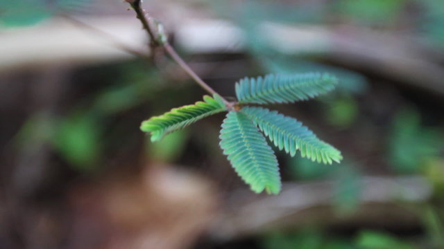 "Touch Me Not" Images – Browse 368 Stock Photos, Vectors, and Video | Adobe Stock