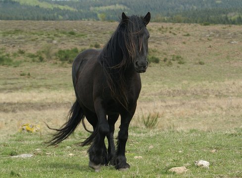 รูปภาพFrison – เลือกดูภาพถ่ายสต็อก เวกเตอร์ และวิดีโอ178 | Adobe Stock