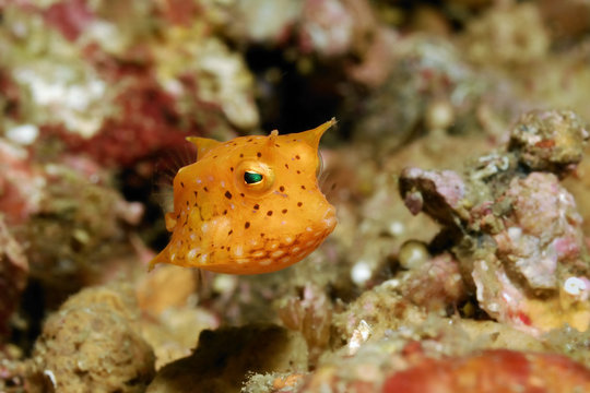 Baby Cowfish