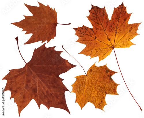 "Feuilles de Platane en automne" photo libre de droits sur la banque d ...