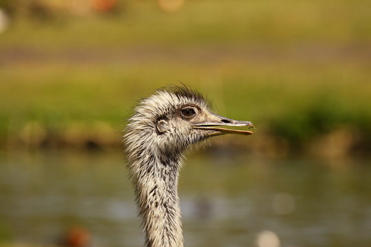 Emeu Images – Browse 22,512 Stock Photos, Vectors, and Video | Adobe Stock