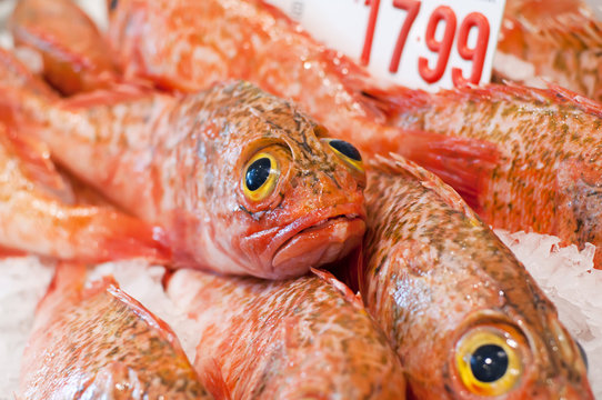 Goldbarsch Images – Browse 45 Stock Photos, Vectors, and Video | Adobe ...