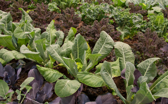 Kohlarten Images – Browse 73 Stock Photos, Vectors, and Video | Adobe Stock