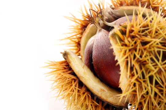 รูปภาพEdelkastanien – เลือกดูภาพถ่ายสต็อก เวกเตอร์ และวิดีโอ1,098 ...