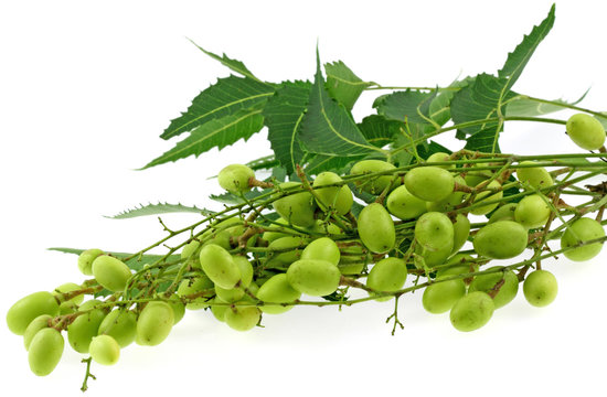 Margosier Images – Browse 50 Stock Photos, Vectors, and Video | Adobe Stock