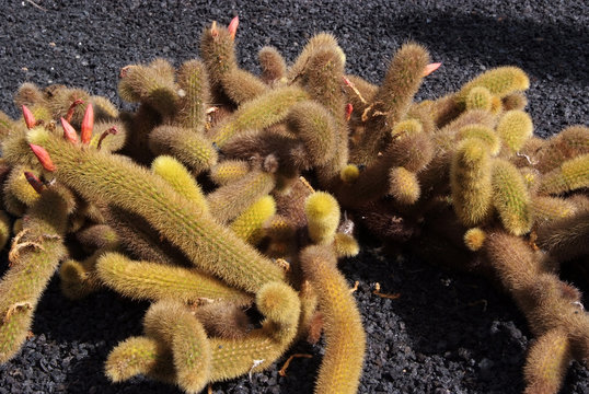 รูปภาพAculei – เลือกดูภาพถ่ายสต็อก เวกเตอร์ และวิดีโอ428 | Adobe Stock