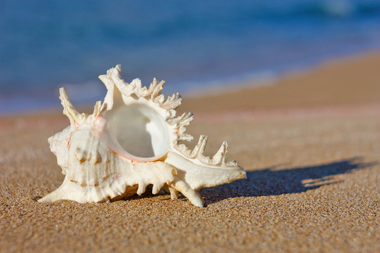 รูปภาพConchiglia – เลือกดูภาพถ่ายสต็อก เวกเตอร์ และวิดีโอ8,848 | Adobe ...