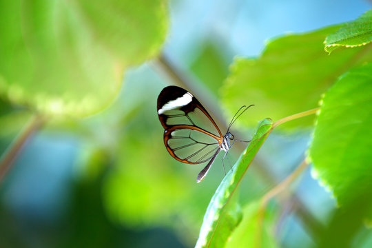 รูปภาพGlasswing – เลือกดูภาพถ่ายสต็อก เวกเตอร์ และวิดีโอ1,021 | Adobe Stock