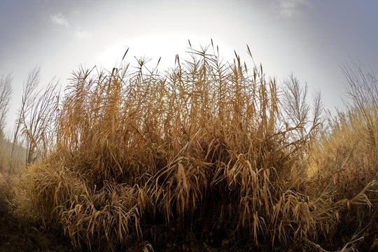 Brughiera bilder – Bläddra bland 343 stockfoton, vektorer och videor ...