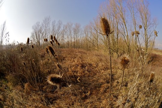 Brughiera bilder – Bläddra bland 343 stockfoton, vektorer och videor ...