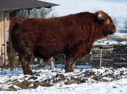 Imágenes de Bullig: descubre bancos de fotos, ilustraciones, vectores y ...