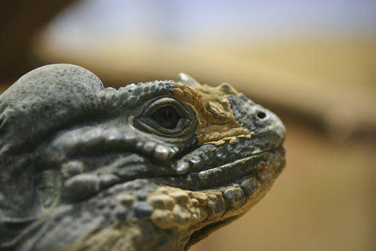 รูปภาพWarane – เลือกดูภาพถ่ายสต็อก เวกเตอร์ และวิดีโอ204 | Adobe Stock