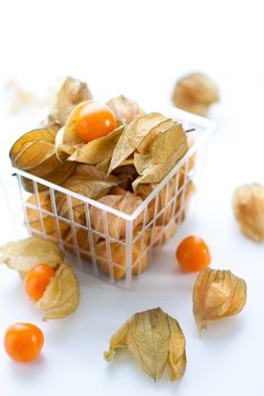 「Judenkirsche」の写真素材 | 380件の無料イラスト画像 | Adobe Stock