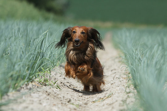 Teckel Bilder – Durchsuchen 113,207 Archivfotos, Vektorgrafiken und ...