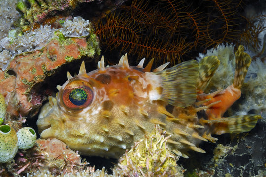 Igelfisch Images – Browse 134 Stock Photos, Vectors, and Video | Adobe ...