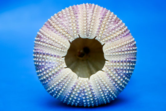 Seeigelskelett Bilder – Durchsuchen 275 Archivfotos, Vektorgrafiken und ...