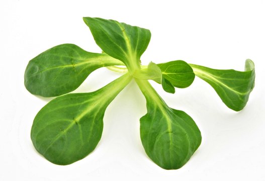 Canonigos 画像 - 参照 204 Stock 写真、ベクターおよびビデオ | Adobe Stock