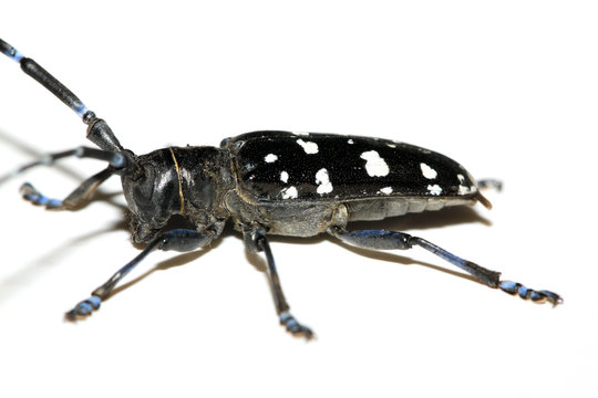 รูปภาพCerambycidae – เลือกดูภาพถ่ายสต็อก เวกเตอร์ และวิดีโอ9,268 ...