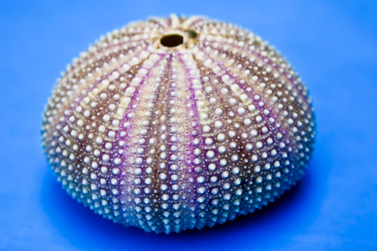 Seeigelskelett Bilder – Durchsuchen 275 Archivfotos, Vektorgrafiken und ...