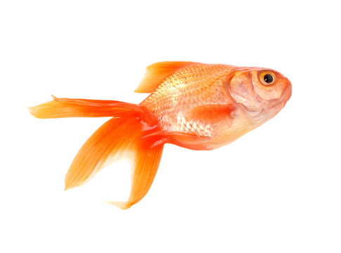 Dead Goldfish Cartoon