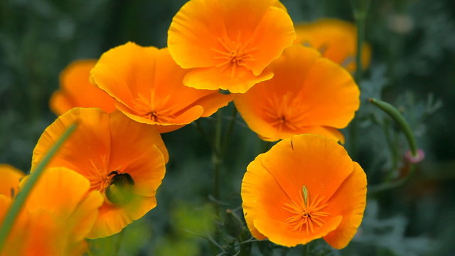 "California Poppy" Images – Browse 10,320 Stock Photos, Vectors, and ...