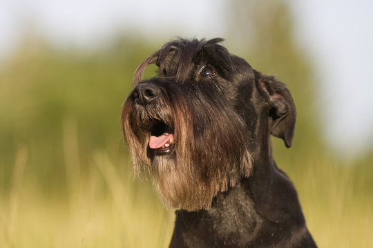 Mittelschnauzer Images – Browse 1,060 Stock Photos, Vectors, and Video ...