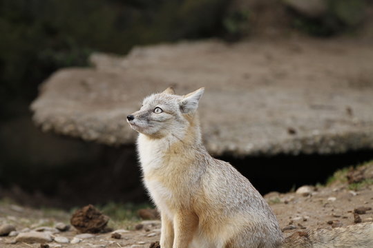 Steppenfuchs Images – Browse 39 Stock Photos, Vectors, and Video ...